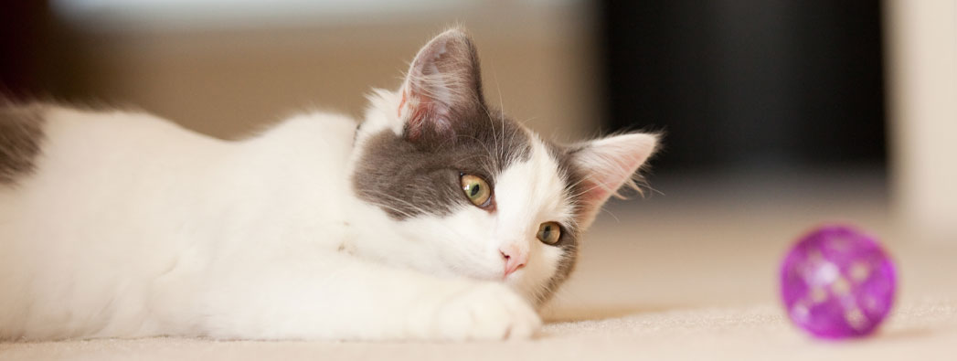 How To Be A Cat Trainer? - LT and Friends